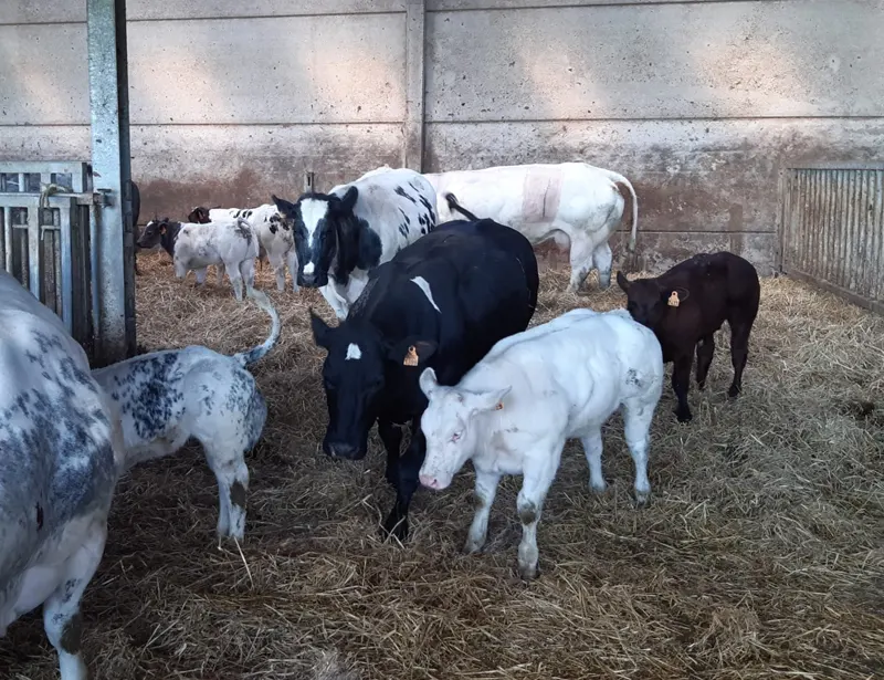 Colis de viande à la ferme dans le Hainaut | Élevage de Néchin Colis de viande à la ferme dans le Hainaut | Élevage de Néchin